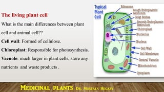 4-_Medicinal_plants_-_plant_tissues.pptx