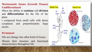 4-_Medicinal_plants_-_plant_tissues.pptx