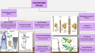 4-_Medicinal_plants_-_plant_tissues.pptx