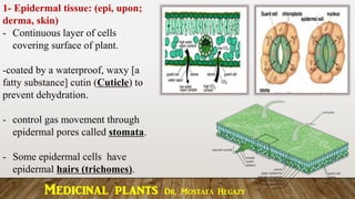 4-_Medicinal_plants_-_plant_tissues.pptx