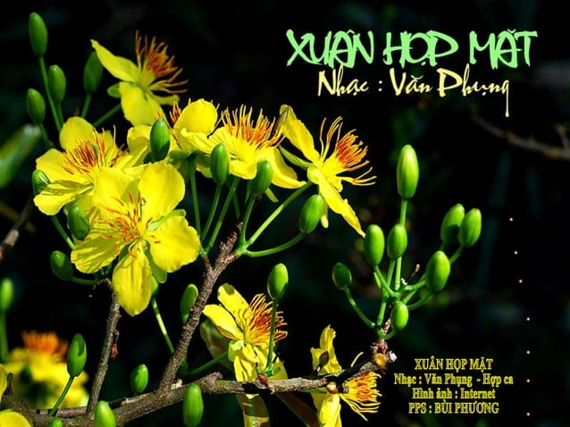 Xuan Hop Mat - Van Phung - hop ca - BP.pps