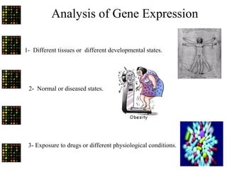 Dna microarray application in vp research mehran | PPT