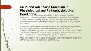 Nucleoside transporters | PPTX