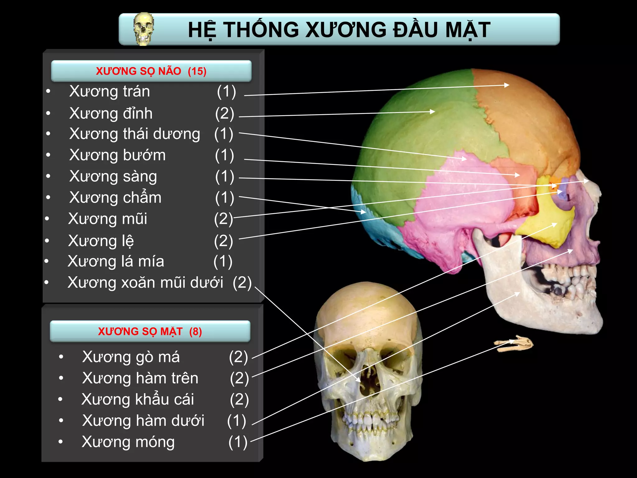 GIẢI PHẪU XƯƠNG ĐẦU MẶT THẦY PHẠM ĐĂNG DIỆU | PDF