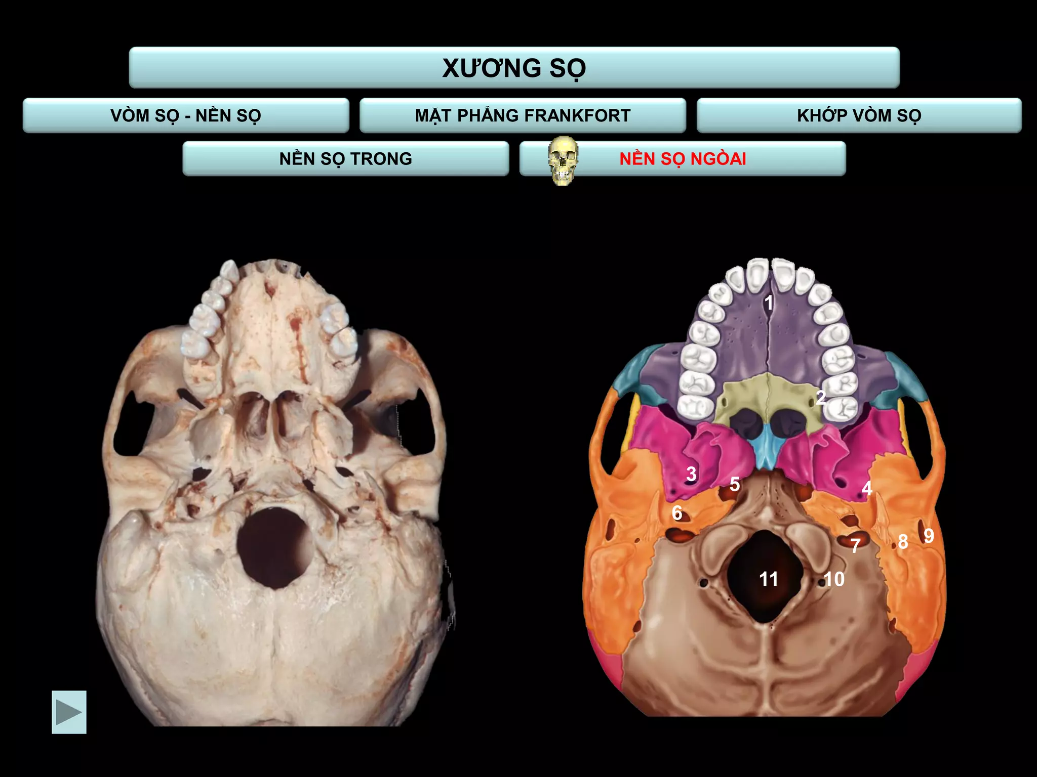 GIẢI PHẪU XƯƠNG ĐẦU MẶT THẦY PHẠM ĐĂNG DIỆU | PDF