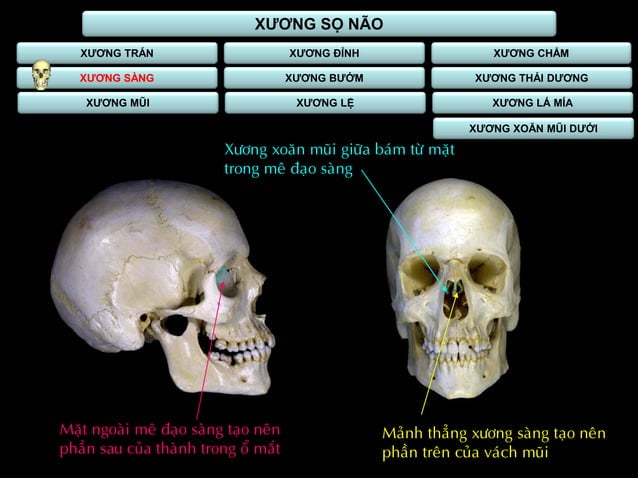 GIẢI PHẪU XƯƠNG ĐẦU MẶT THẦY PHẠM ĐĂNG DIỆU | PDF