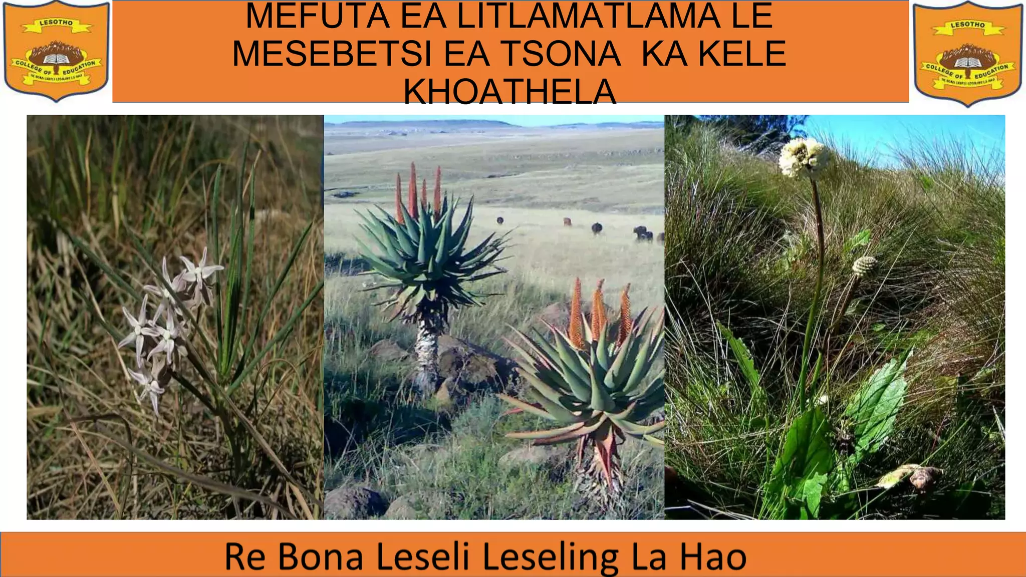 MEFUTA EA LITLAMATLAMA | PPTX