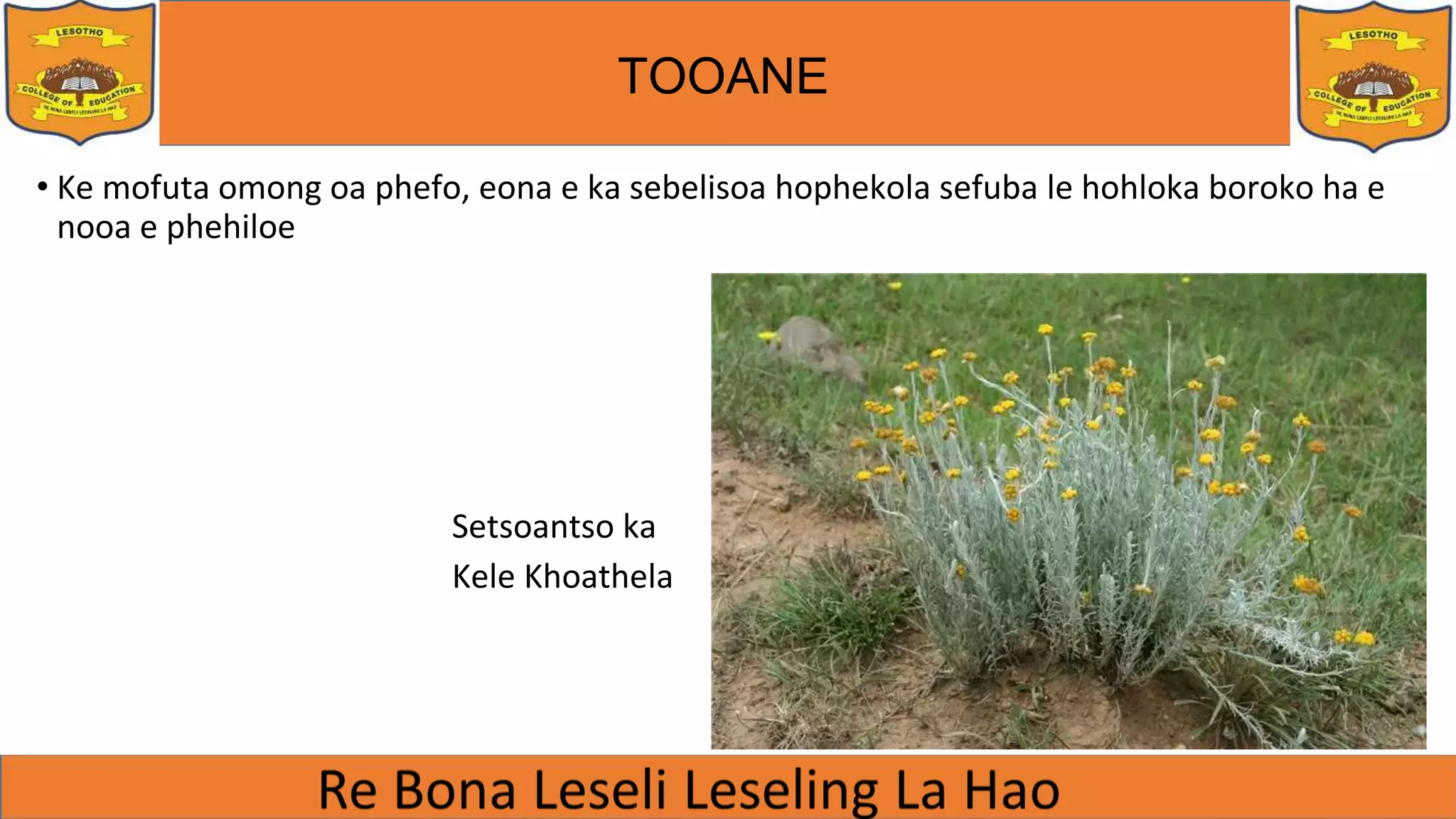 MEFUTA EA LITLAMATLAMA