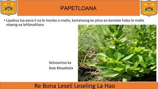 MEFUTA EA LITLAMATLAMA | PPTX