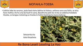 MEFUTA EA LITLAMATLAMA | PPTX