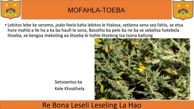 MEFUTA EA LITLAMATLAMA | PPTX