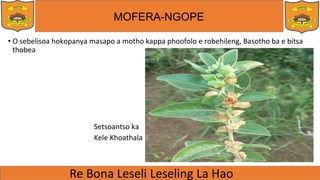 MEFUTA EA LITLAMATLAMA | PPTX