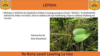 MEFUTA EA LITLAMATLAMA | PPTX