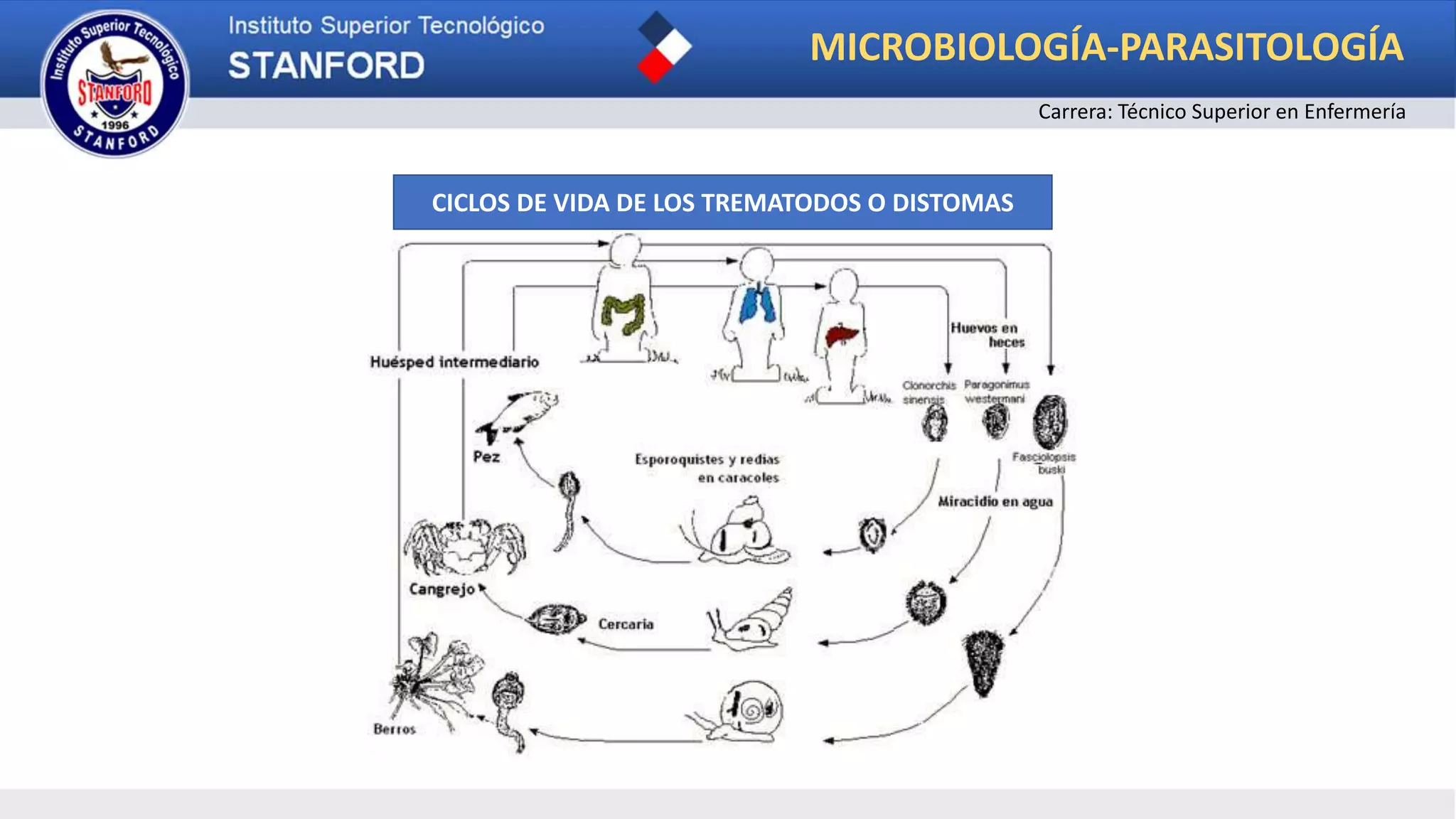 PARASITOSIS HUMANAS | PPT