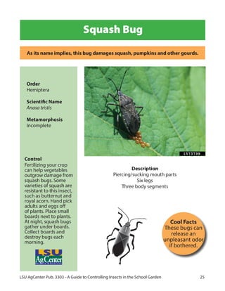 Louisiana Insects Identification