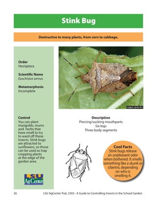 Louisiana Insects Identification