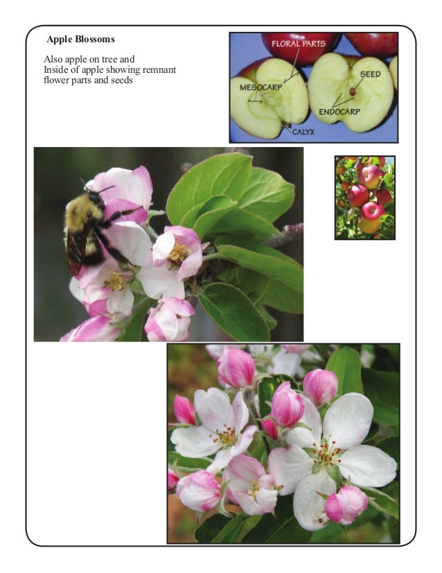Grade 2 School Garden Lesson Plan Pollination Lesson