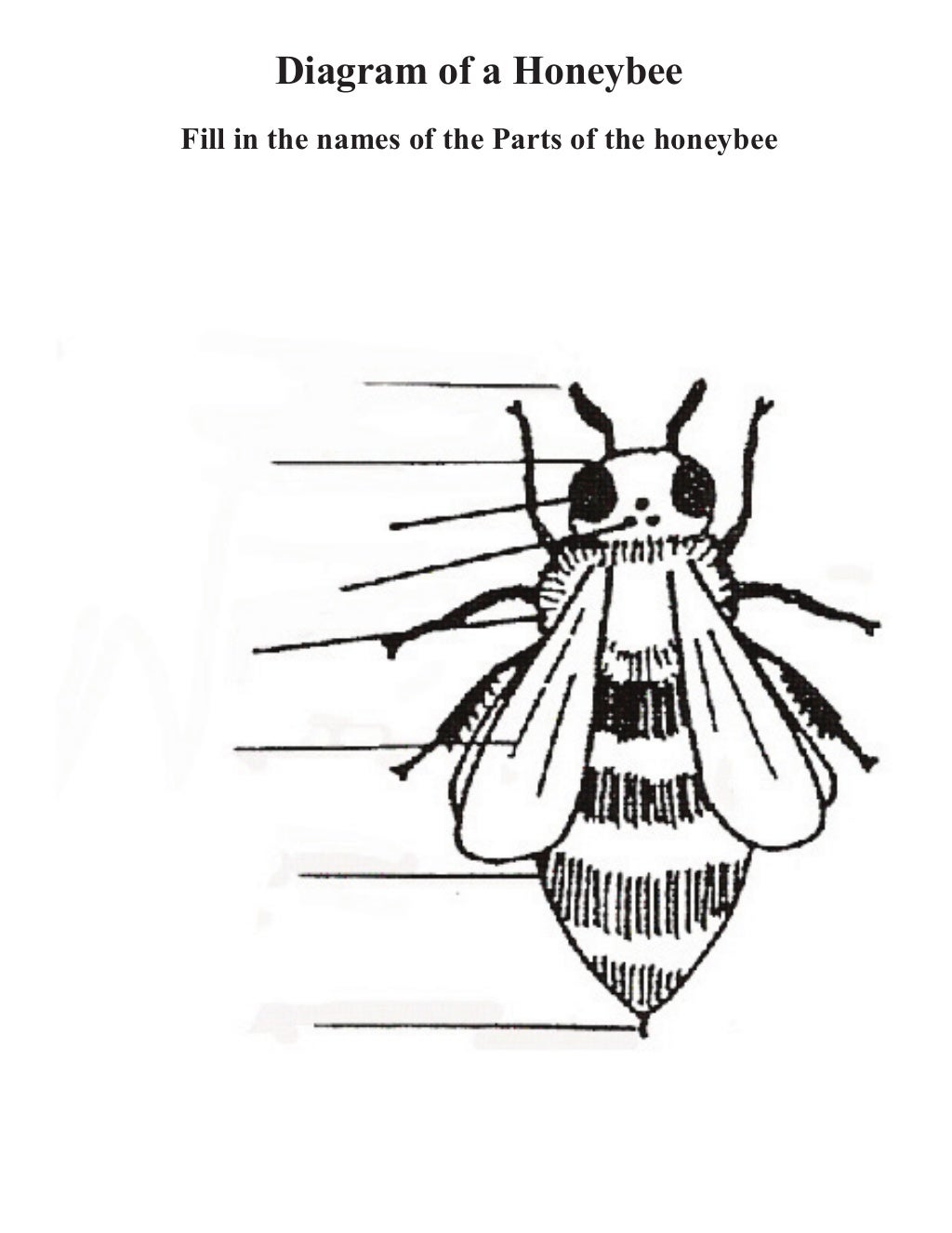 Grade 2 School Garden Lesson Plan Pollination Lesson
