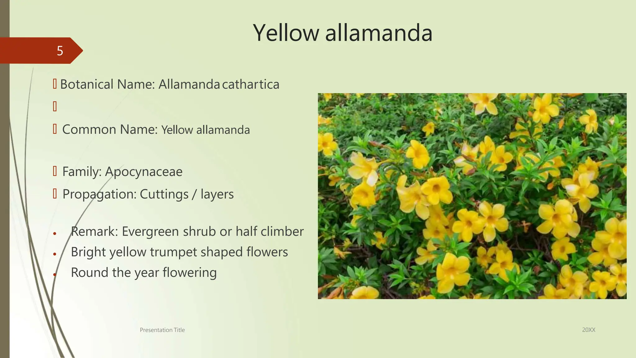 important Shrubs for institutional landscapeing | PPTX
