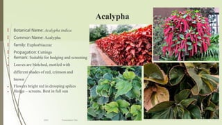 important Shrubs for institutional landscapeing | PPTX