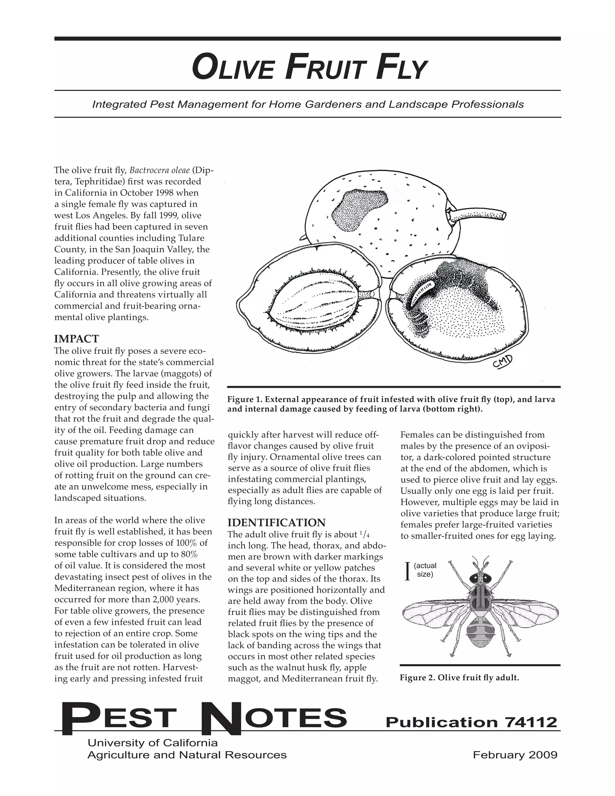 Olive Fruit Fly Integrated Pest Management | PDF | Agriculture | Industries