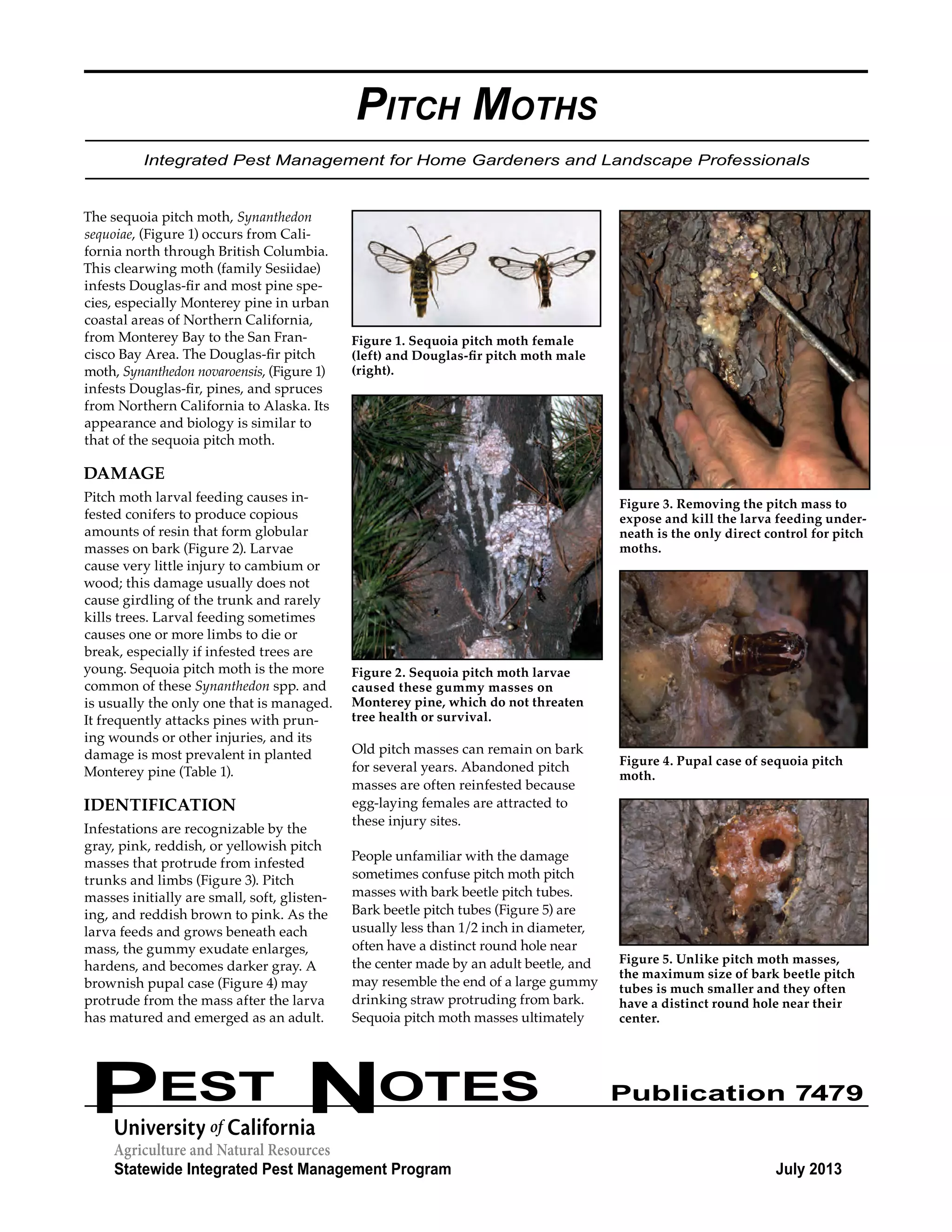 Pitch Moth Integrated Pest Management | PDF