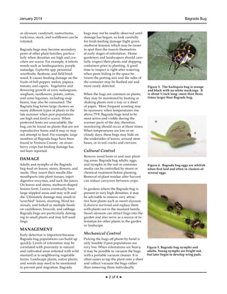 Bagrada Bug Integrated Pest Management | PDF