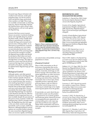 Bagrada Bug Integrated Pest Management | PDF