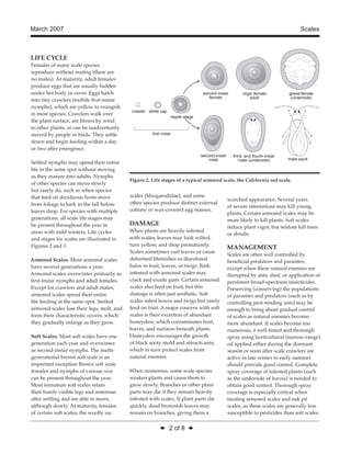 Scales Integrated Pest Management | PDF