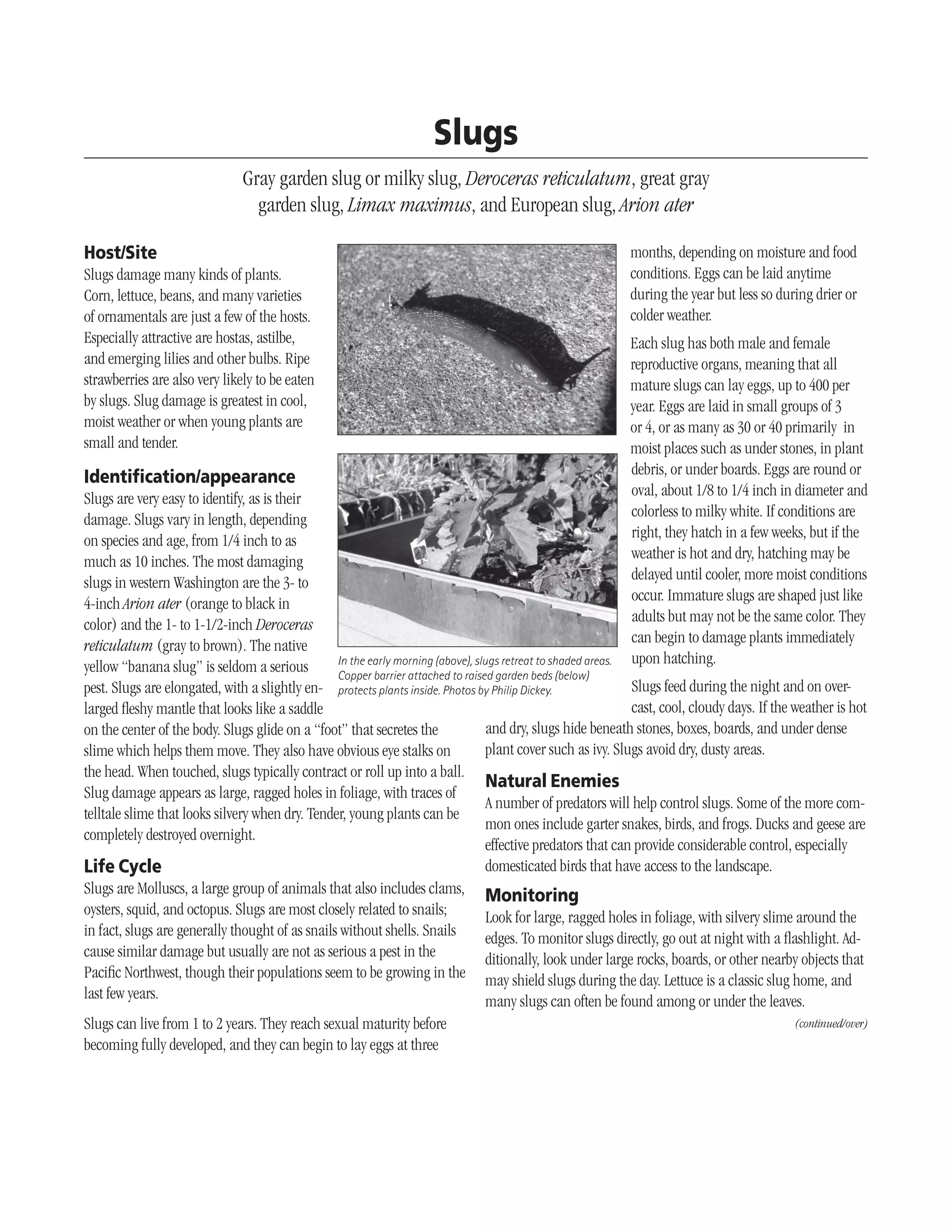 Slugs Integrated Pest Management | PDF