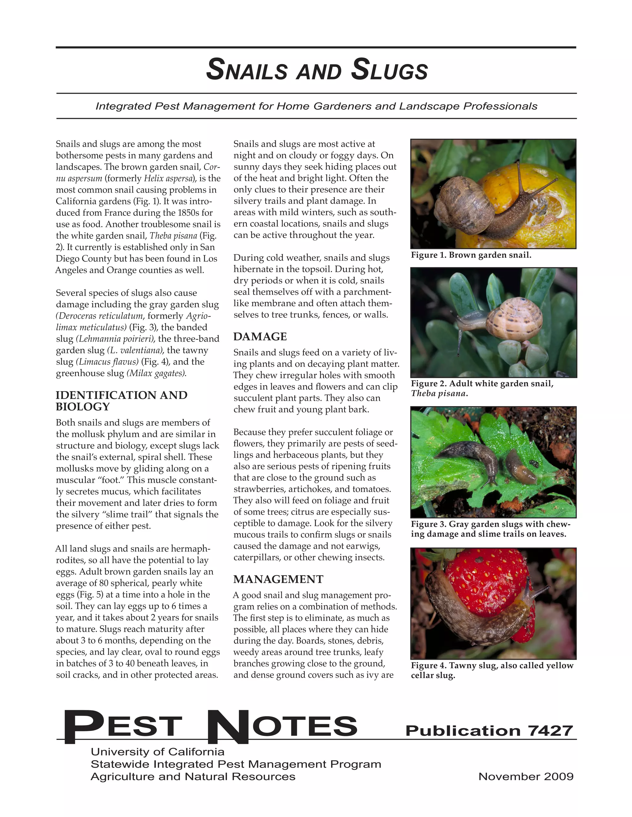 Snails and Slugs Integrated Pest Management | PDF