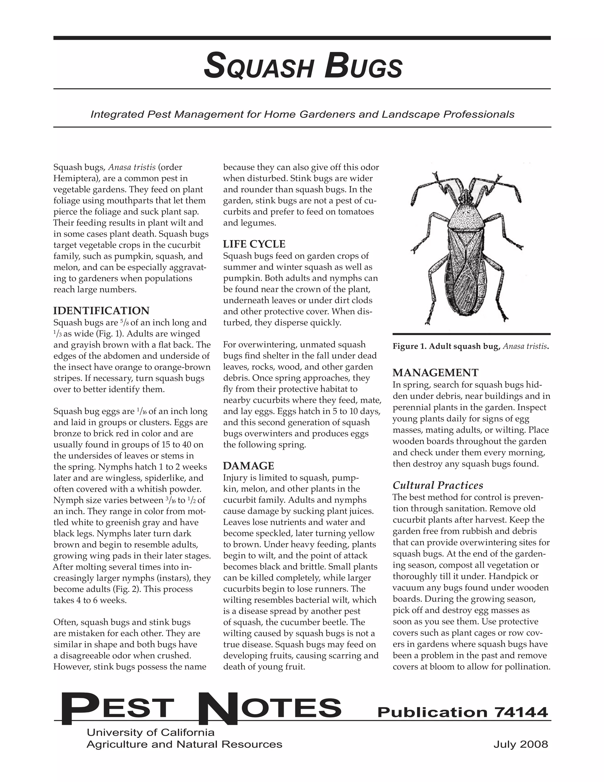 Squash Bugs Integrated Pest Management | PDF