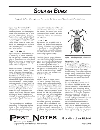 Squash Bugs Integrated Pest Management | PDF