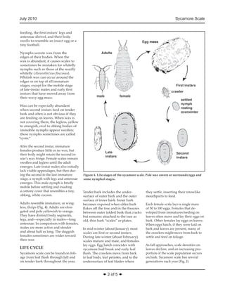 Sycamore Scale Integrated Pest Management | PDF