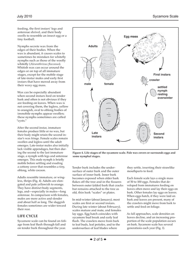 Sycamore Scale Integrated Pest Management | PDF