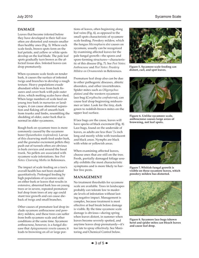 Sycamore Scale Integrated Pest Management | PDF