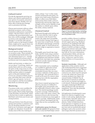 Sycamore Scale Integrated Pest Management | PDF