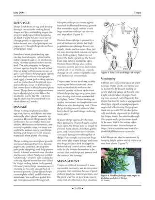 Thrips Integrated Pest Management | PDF