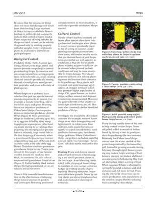 Thrips Integrated Pest Management | PDF