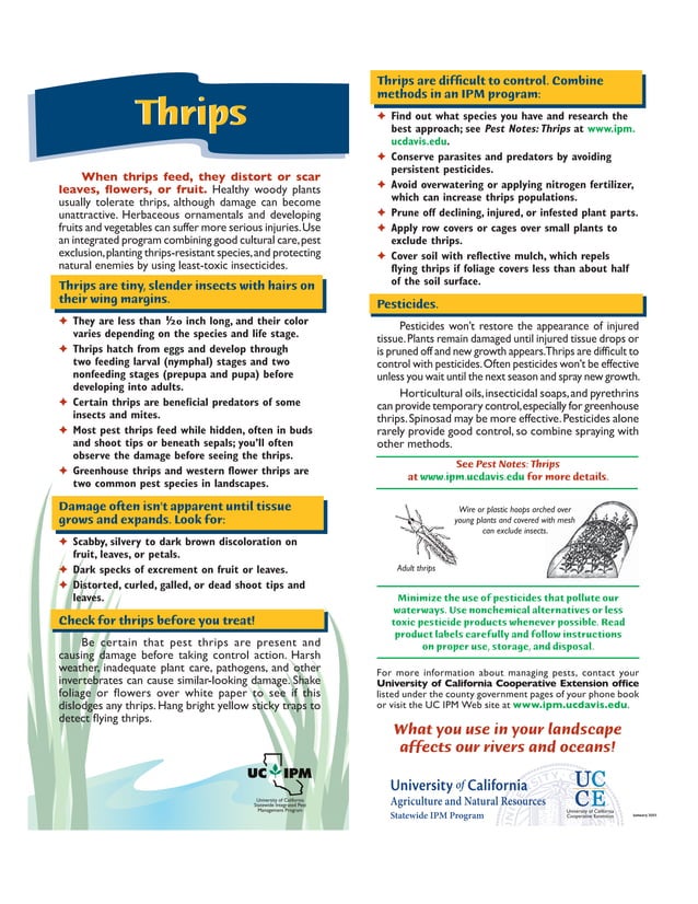Thrips Quick Tips Natural Pest Control | PDF
