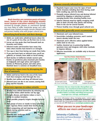 Bark Beetles Quick Tips Natural Pest Control | PDF | Woodworking | Arts ...