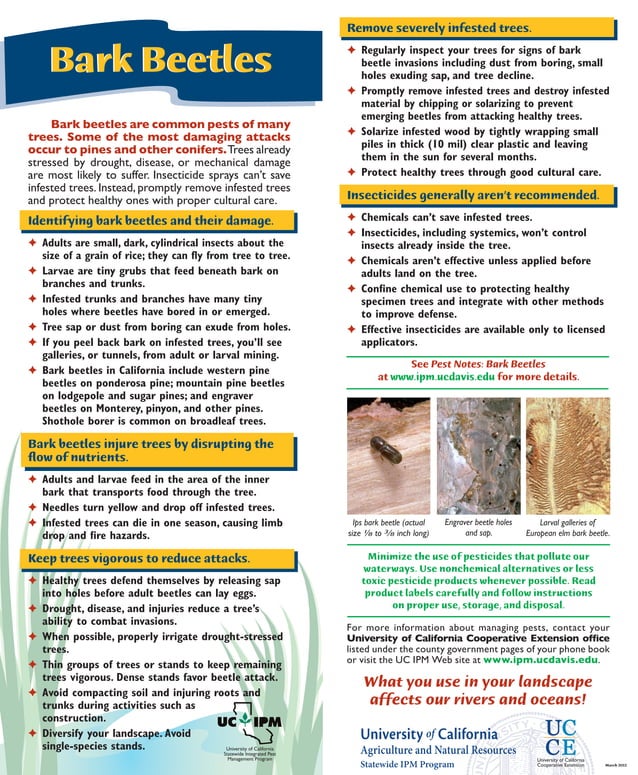 Bark Beetles Quick Tips Natural Pest Control | PDF