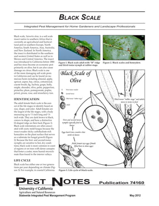 Black Scale Integrated Pest Management | PDF