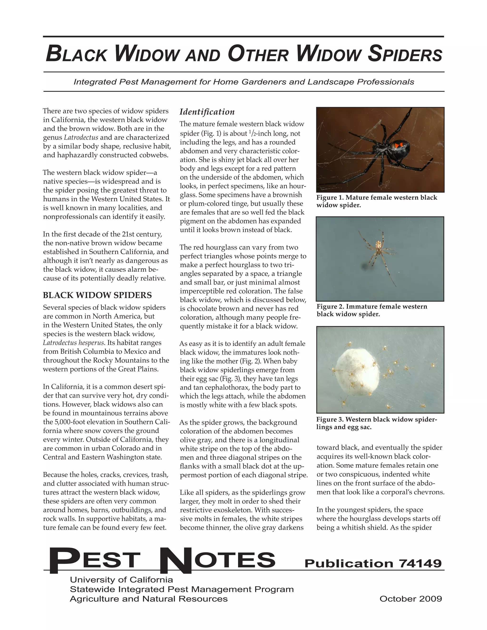 Black Widow and Other Widow Spiders Integrated Pest Management | PDF