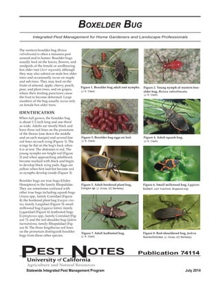 Boxelder Bug Integrated Pest Management | PDF