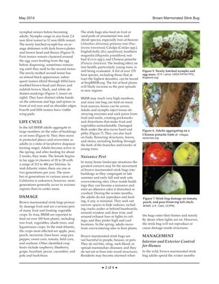 Brown Marmorated Stink Bug Integrated Pest Management | PDF