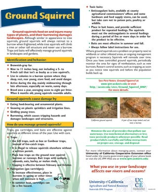 California Ground Squirrel Quick Tips Natural Pest Control | PDF