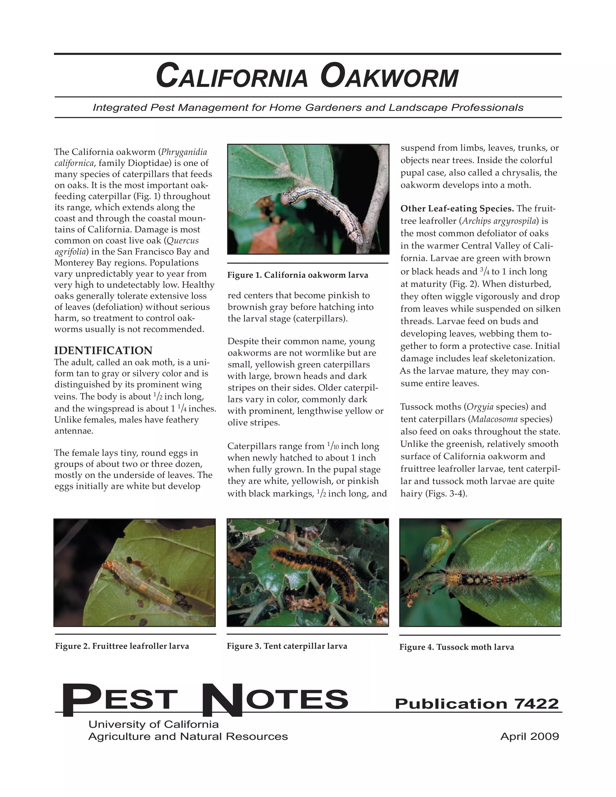 California Oakworm Integrated Pest Management | PDF