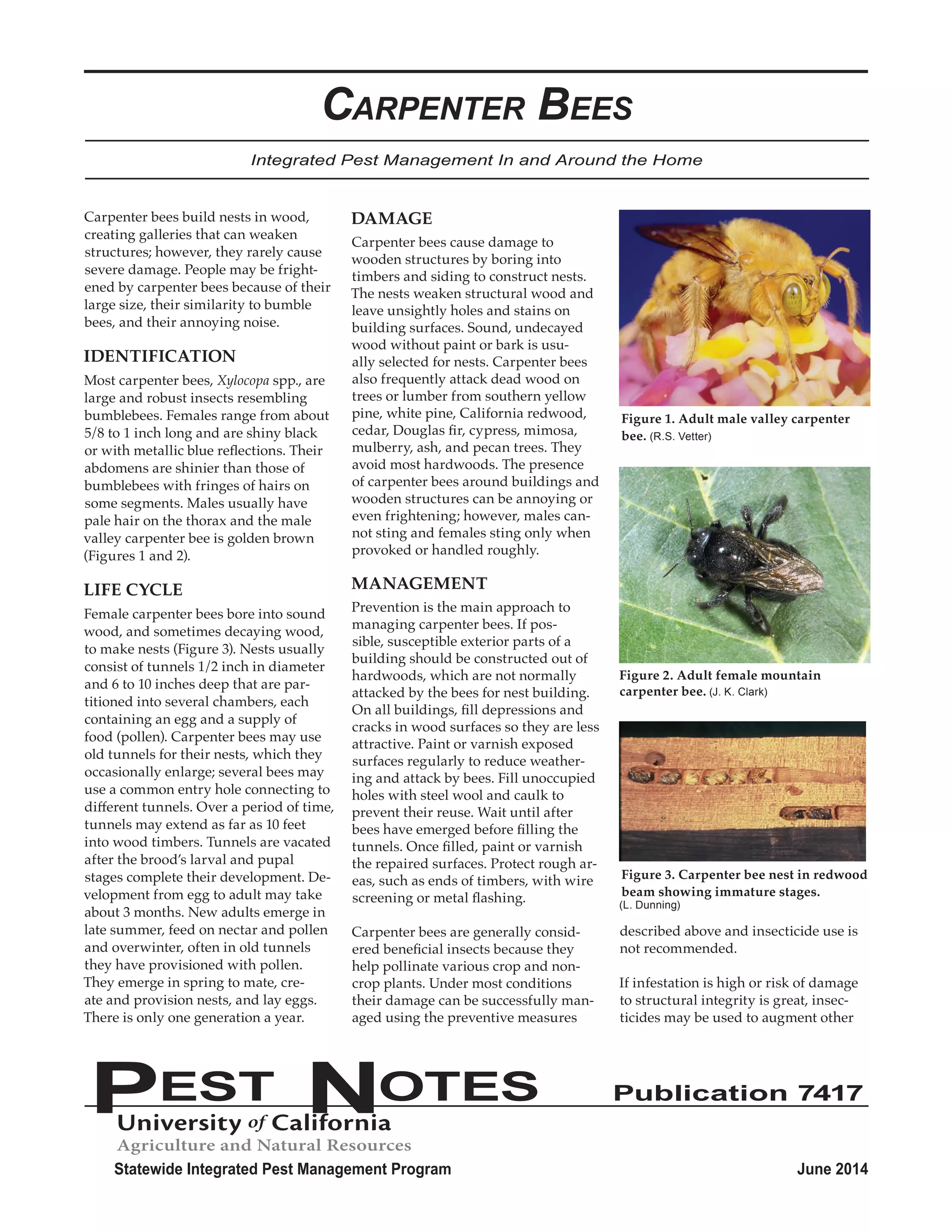 Carpenter Bees Integrated Pest Management | PDF