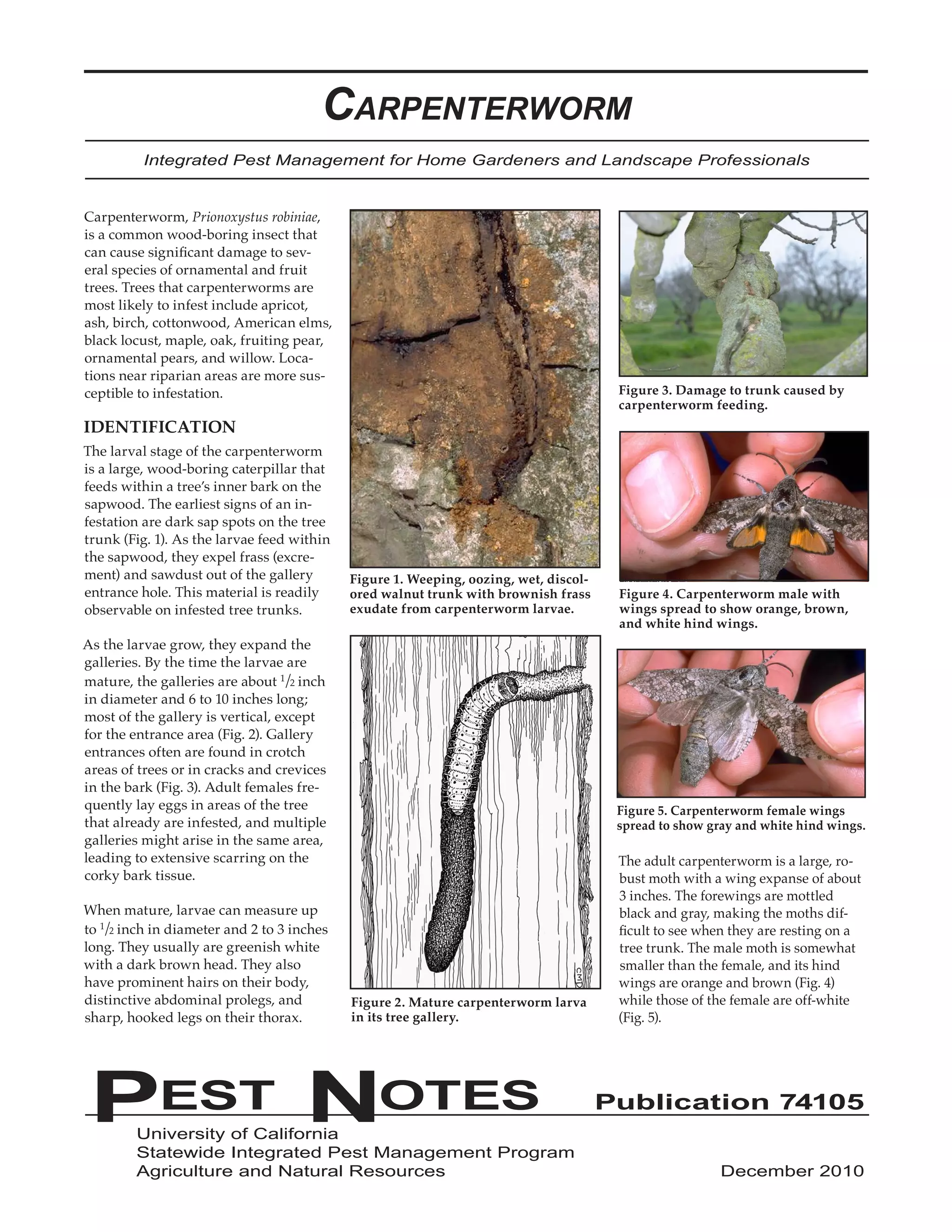 Carpenterworm Integrated Pest Management | PDF